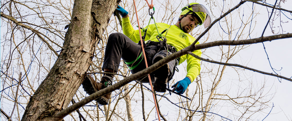 Take Your Career To New Heights With Tree King, Apply Now!