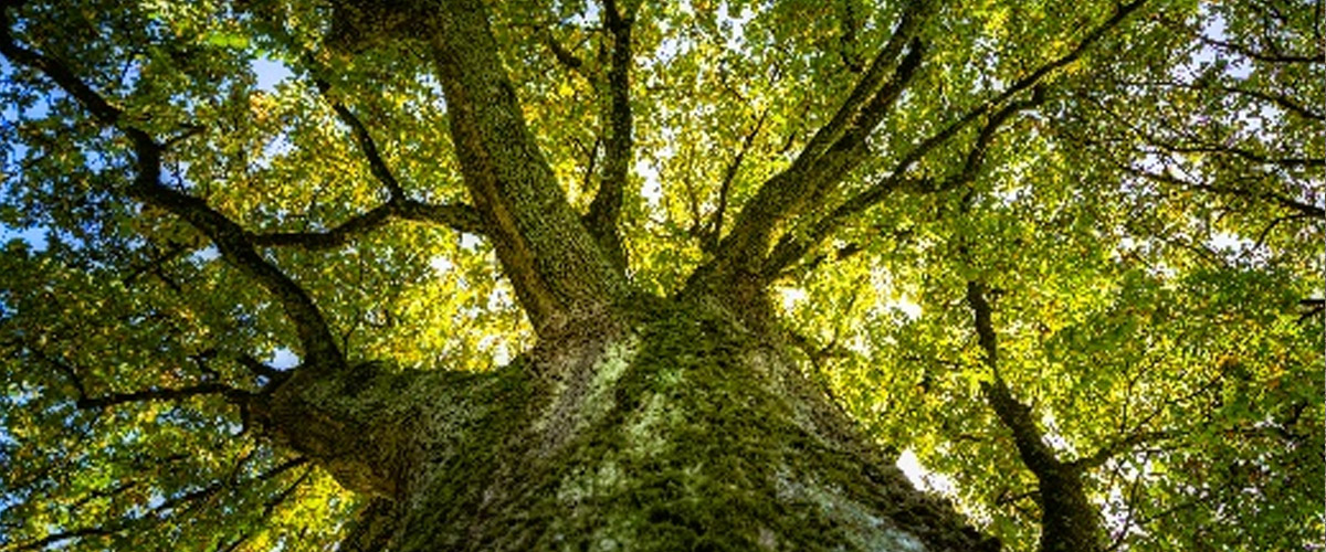 Plant Health Care Keeps Central Ohio Trees Pest-Free And Safe