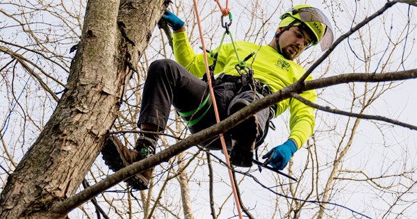 Take Your Career To New Heights With Tree King, Apply Now!
